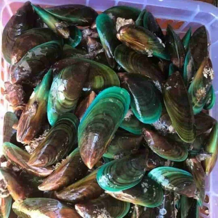 Chem chép - Loài vẹm mang lại giá trị cao về dinh dưỡng - haisanaz.net ...